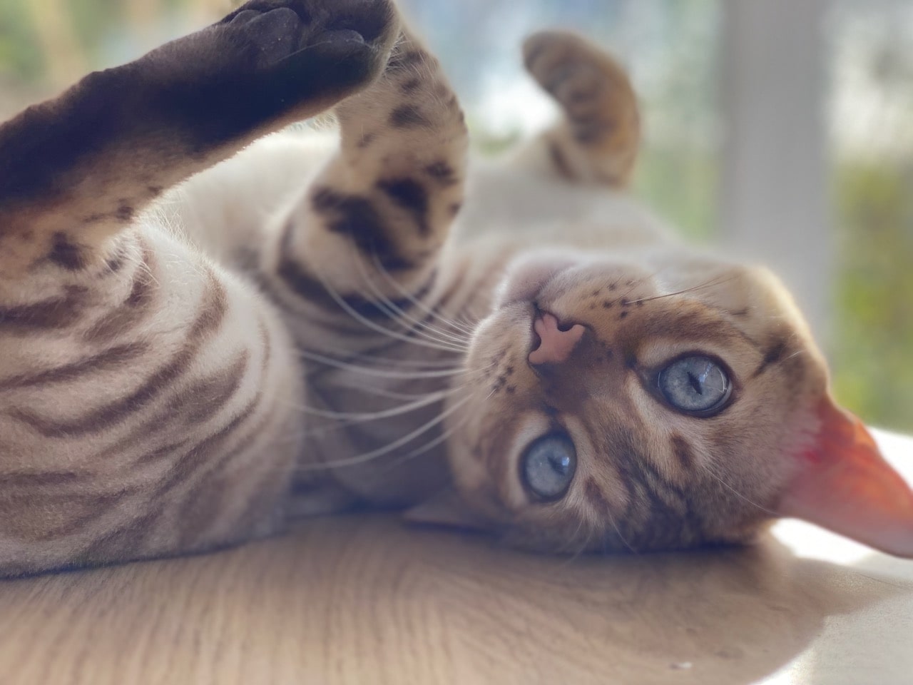 Book Your Cat Sitter » Minnie’s Moggies Kitty Sitting